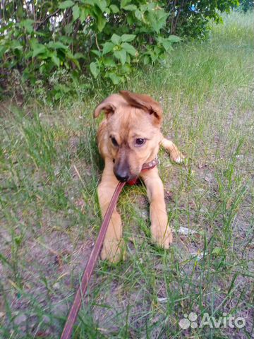 Щенок в квартиру