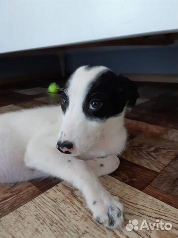 Собаки бесплатно в добрые руки щенки