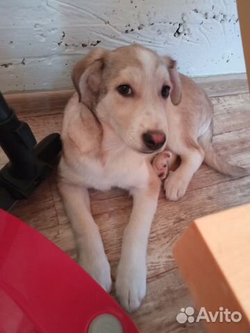 Щенок в добрые руки бесплатно