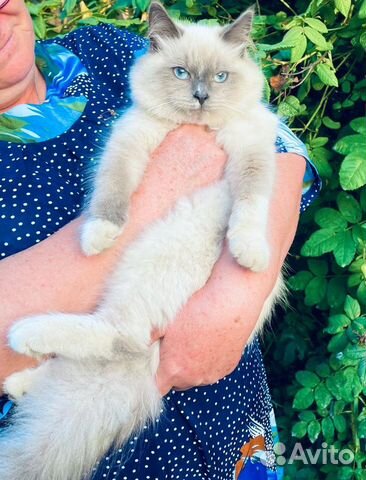 Невская маскарадная котик котенок