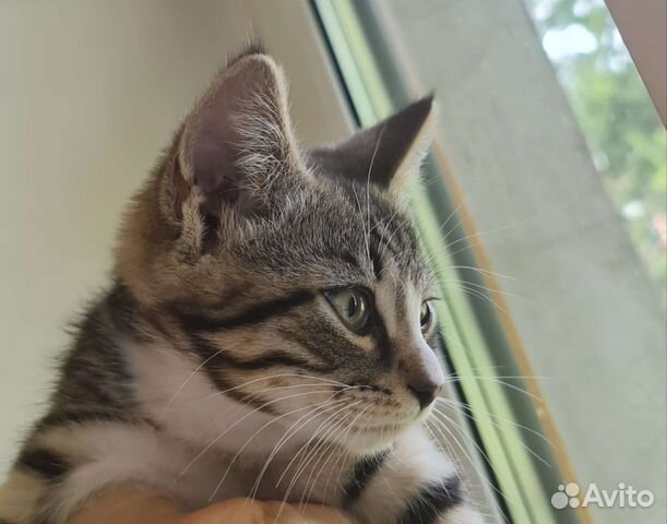 Сладкий мурчалкин