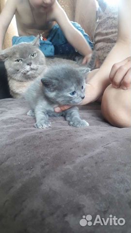 Котята в добрые руки даром