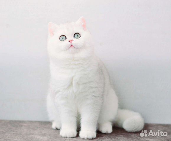Британская кошечка
