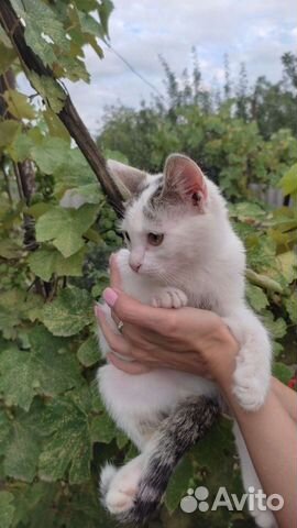 Кошки в добрые руки бесплатно