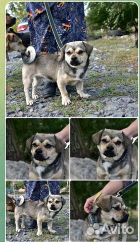 Собака мальчик, Мишаня ищет дом