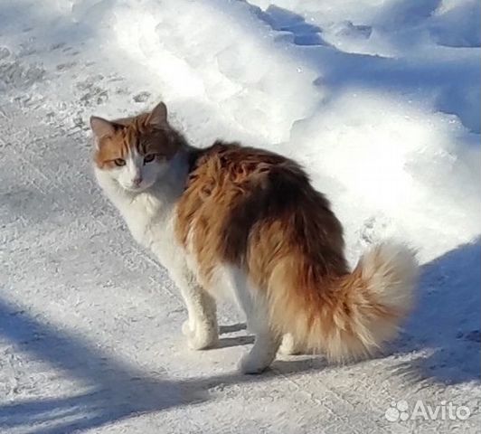 Кошки в добрые руки