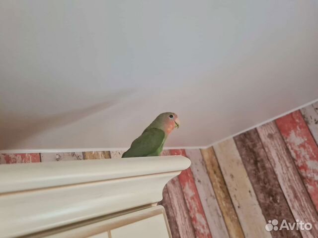 Попугай неразлучник