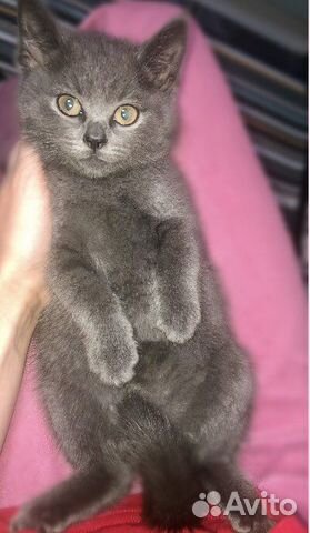 Котенок