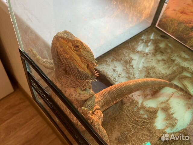 Бородатая агама с террариумом