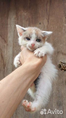 Котенок мальчикв добрые руки