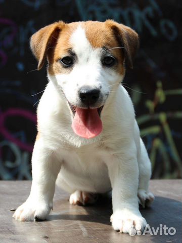 Щенки джек Рассел терьер