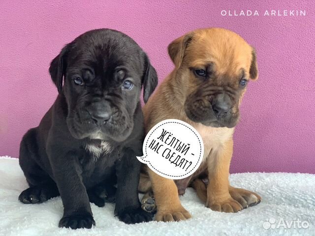 Открыто бронирование