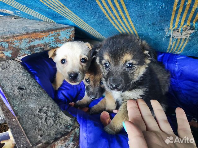 Щенки бесплатно