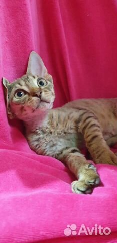 Ласковый рекссик