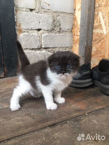 Шотландский котик бесплатно