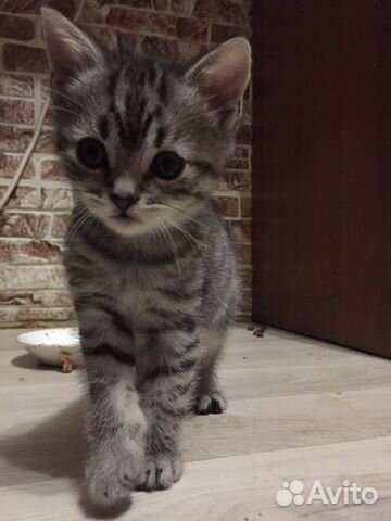 Отдам котенка в добрые руки