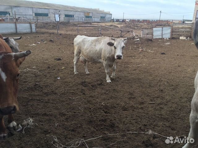 Кровы доиные