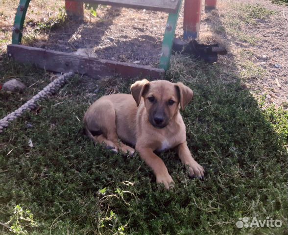 Красивый щенок мальчик