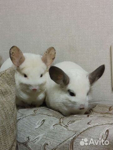 Пара шиншилл сприданым