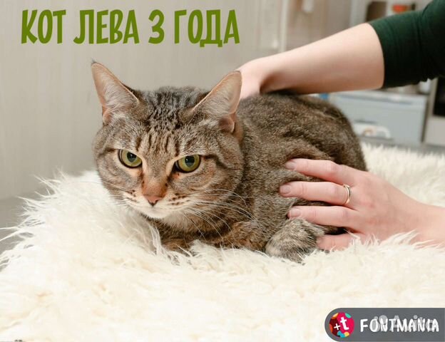 Кот в добрые руки