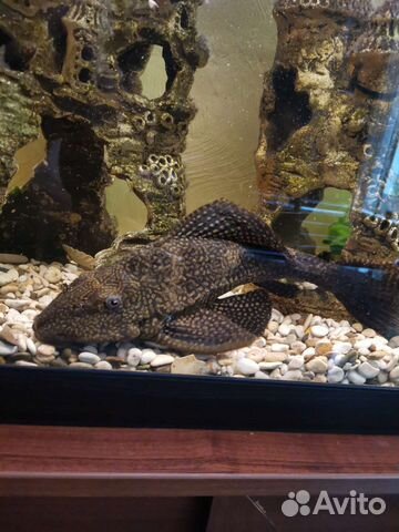 Анциструс в Дар