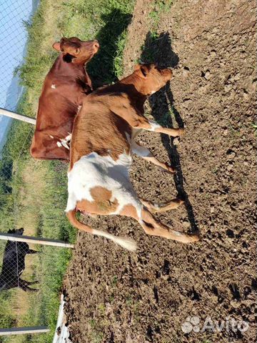 Продам Телочек