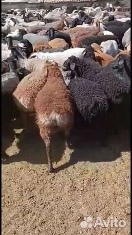 Овцы бараны ягнята
