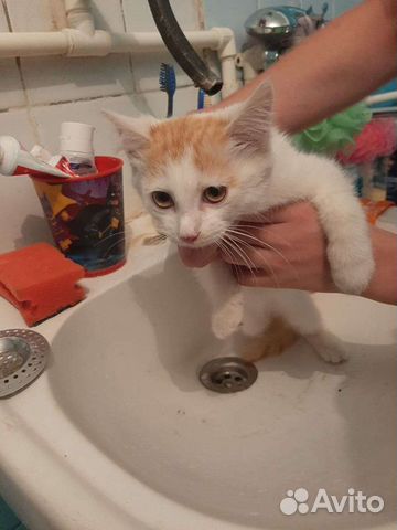 Кошки в добрые руки бесплатно