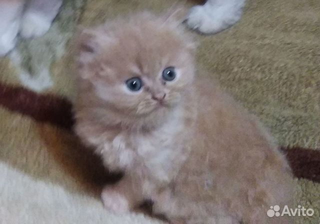 Пушистые котята