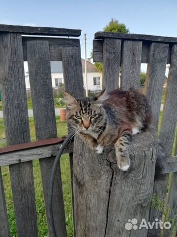 Кот по имени Мурзик ищет дом)
