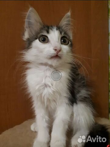 Котенок