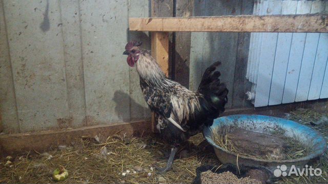 Петух лакендайзи