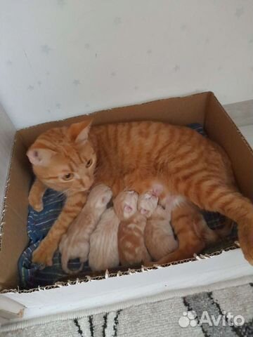 Котята британские смесь бесплатно