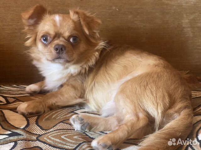 Вязка чихуахуа