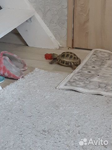 Продам сухопутную черепаху с террариумом и лампой