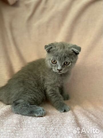 Британские котята манчкин