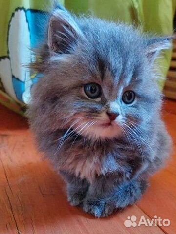 Кот дымчатый