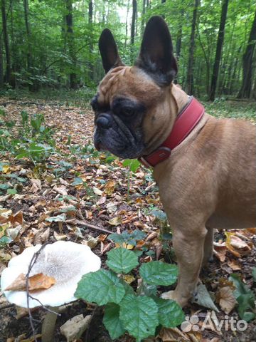 Французский бульдог кабель вязка