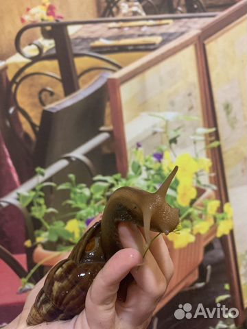 Улитки ахатины с аквариумом