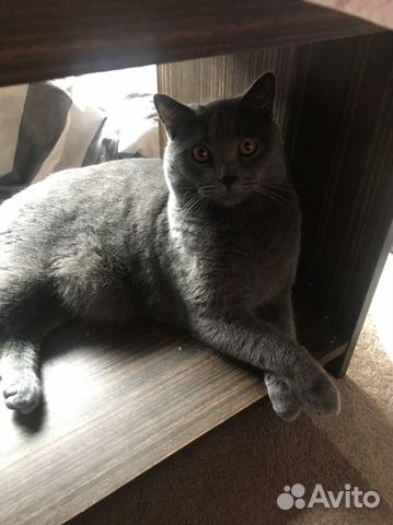 Британский кот
