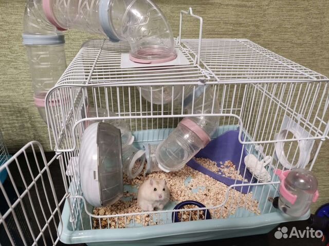 Джунгарский хомяк+клетка+лабиринт+ аксессуары