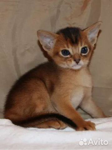 Абиссинская кошка
