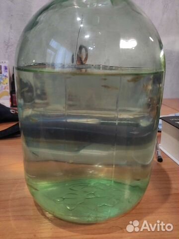 Мальки гуппи