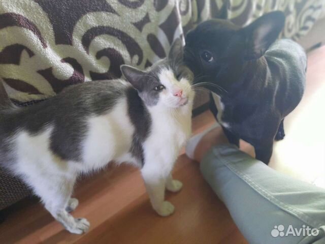 Кошечка в добрые руки