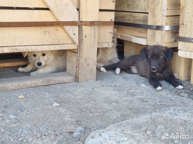 Преданные друзья и охранники в добрые руки:)