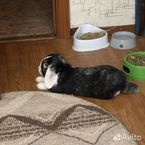 Карликовый вислоухий кролик