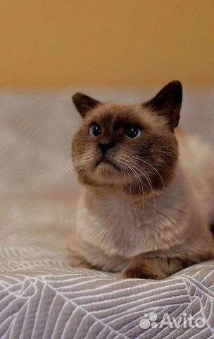 Коты в добрые руки