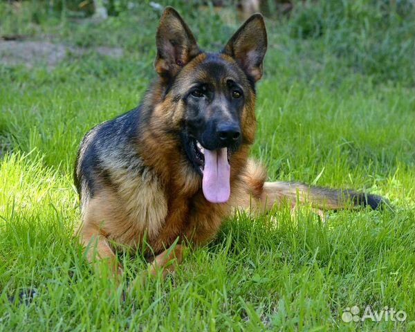 Немецкая овчарка