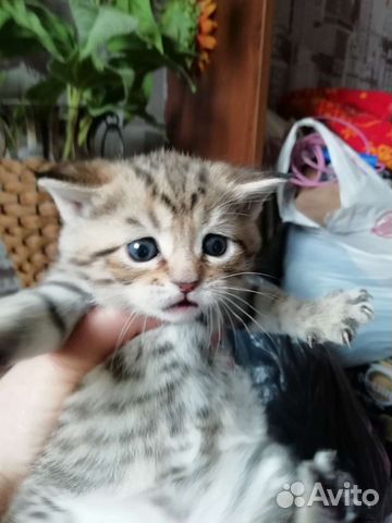 Котята