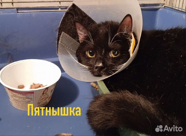 Кошка Пятнышко. разболелась. Приют